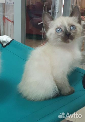 Шикарные котята