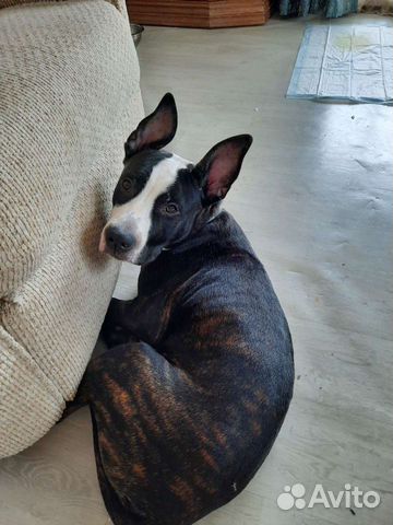 Отдам стаффорда