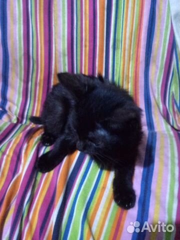 Черная кошечка в добрые руки