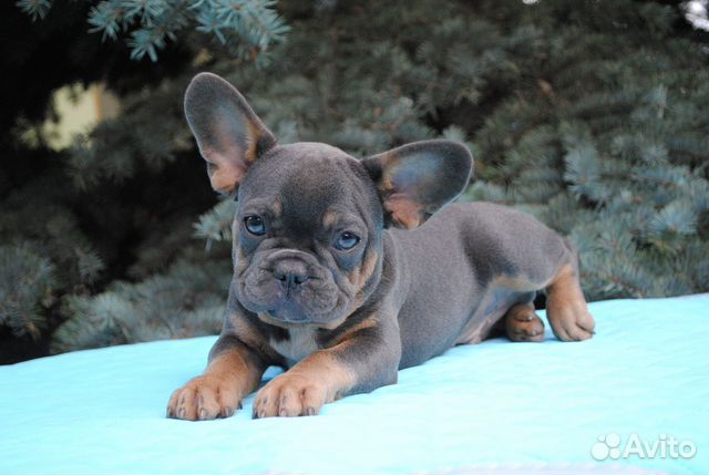 Голубо подпалый малыш