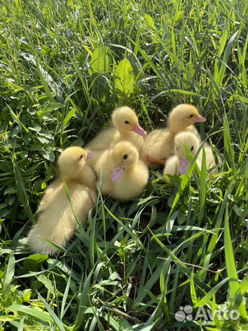 Утята мулард