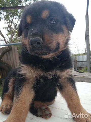 Щенки ротвейлера продажа