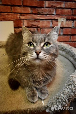 Кошка Алиса 2 года