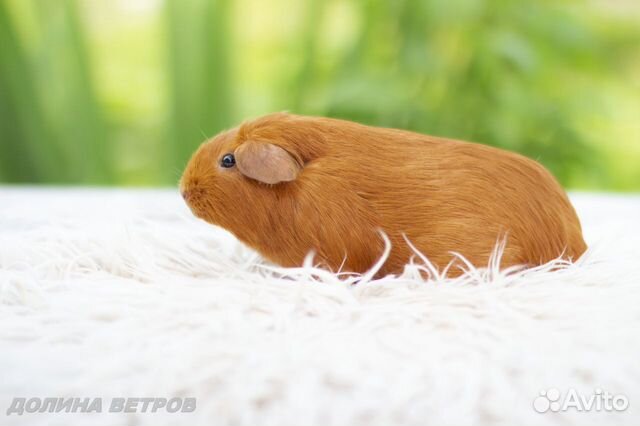 Морская свинка для разведения и дома