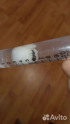 Матка муравьев Lasiusniger