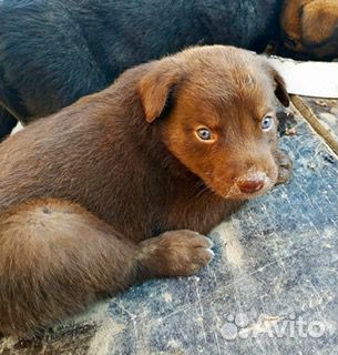 Лапушка - Щенок милым другом в Добрые руки)