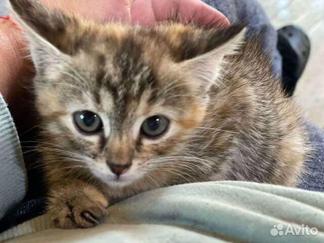 Котенок-девочка, 2 мес