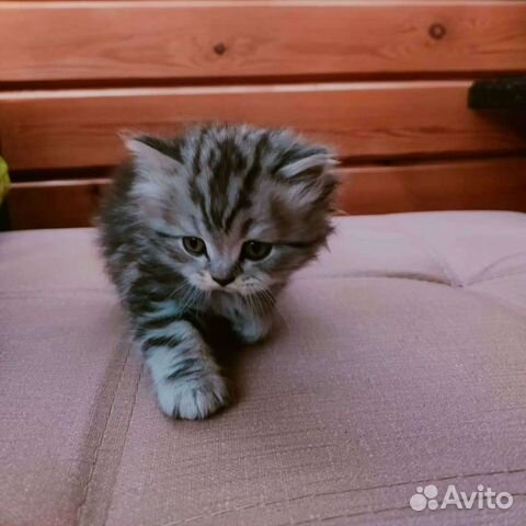 Шотландский котенок