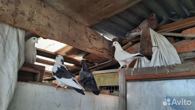 Голуби домашние