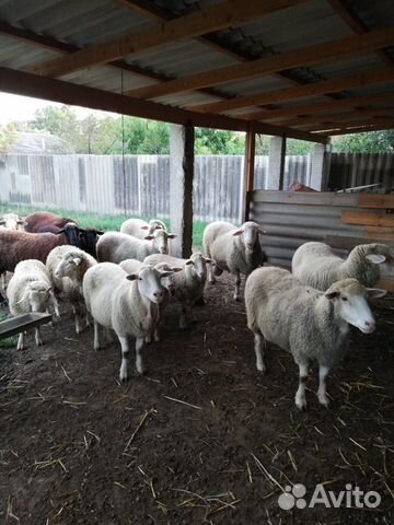 Продаются бараны