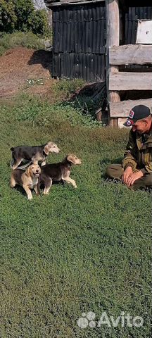 Щенки русской гончей
