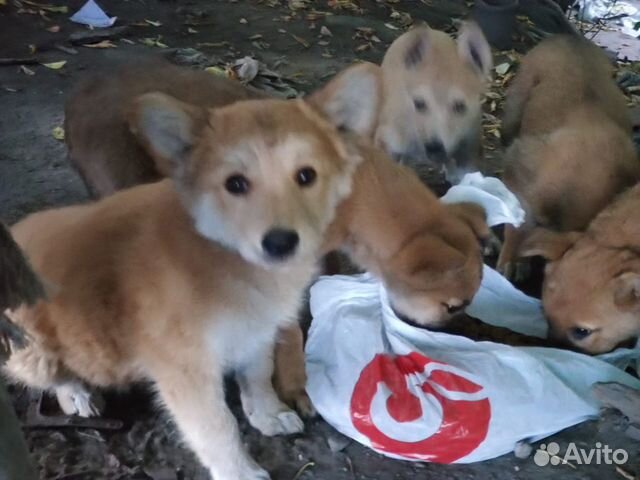 Щенки в добрые руки