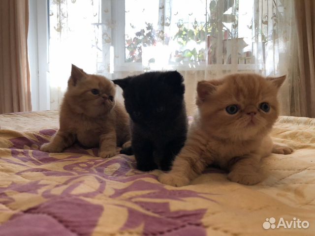 Экзотическая