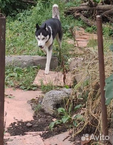 Хаски кобель