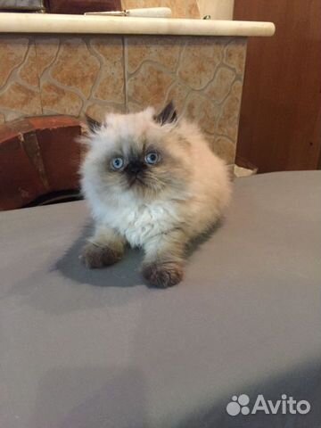 Персидские котята