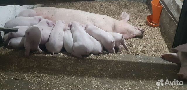 Поросята см1