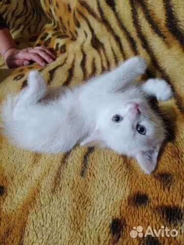 Малыши ищят дом