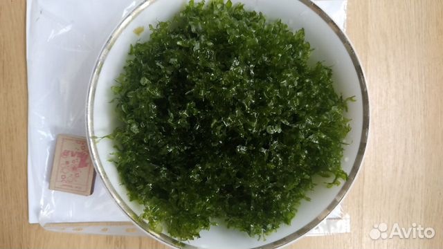 Ломариопсис