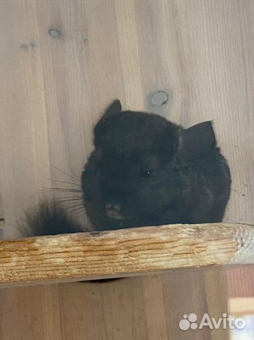 Шиншилла девочка черная 2,5 месяца