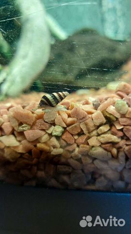 Хищная улитка Хелена