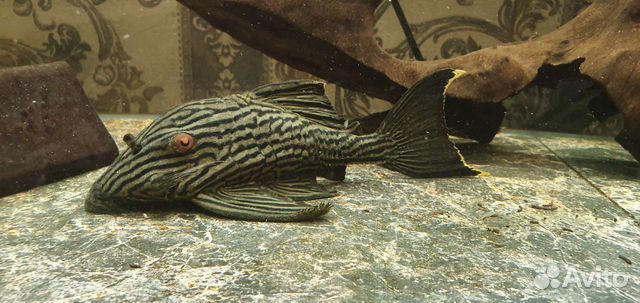 Номерной сом L190