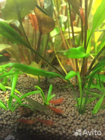 Креветки, рыбки, растения