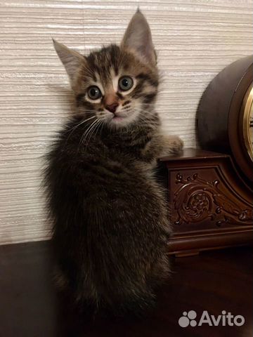 Котик пацан