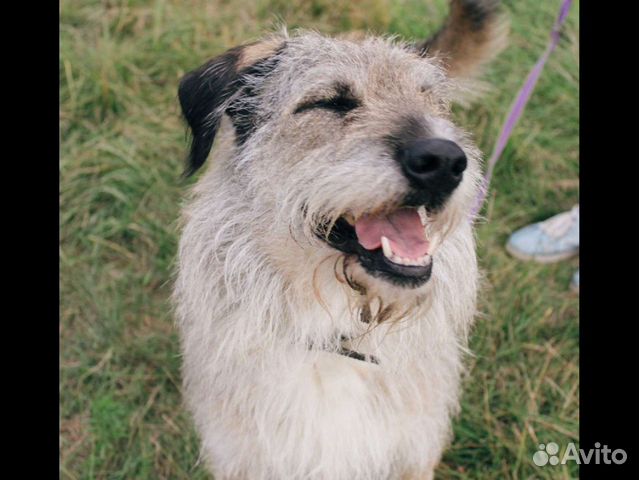 Собака Тиша ищет дом