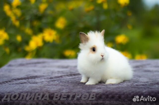 Кролик мальчик пушистый белый с темными ушками