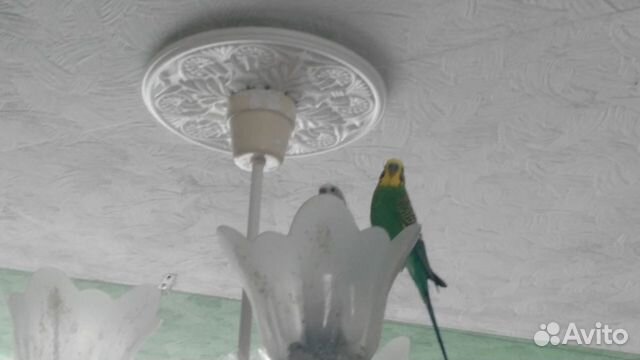 Волнистый попугай с клеткой