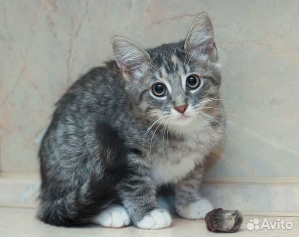 Ясенька серебристая красавица в дар