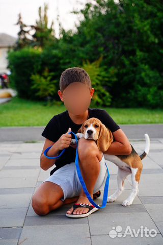 Продаем щенка породы бигль