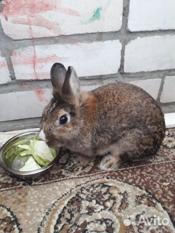 Декоративный кролик бесплатно