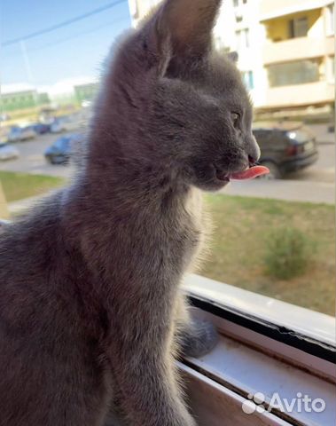 Отдам котят девочек в добрые руки