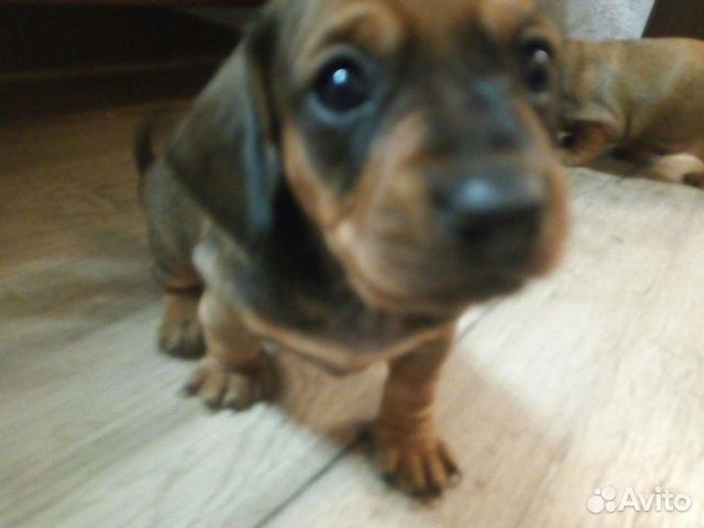 Щенок Чистокровная такса