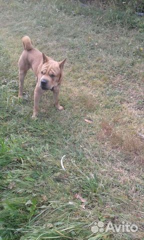 Найден шарпей мальчик