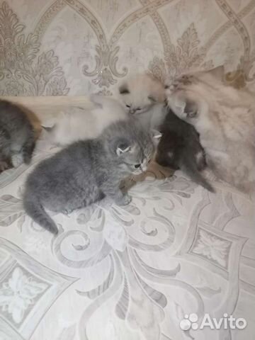 Вислоухие котята