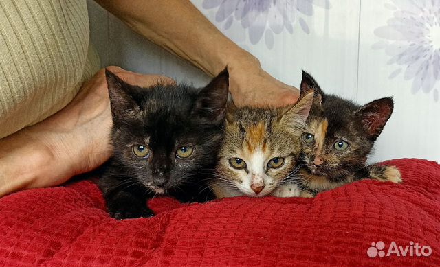 Нереальные красотки 2 мес в дар