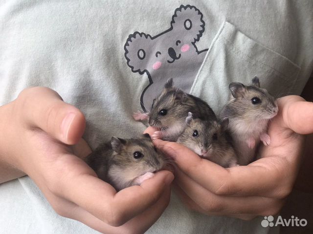 Джунгарский хомяк