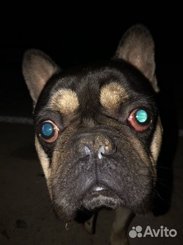 Французский бульдог