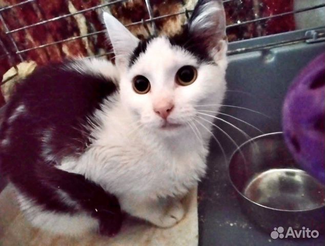 Котенок Нора