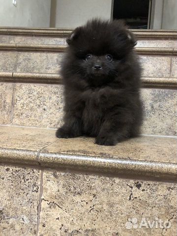 Черный красавчик