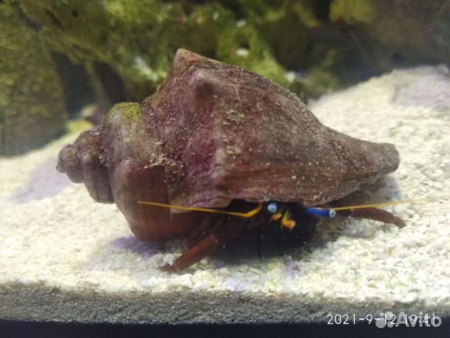 Рак отшельник