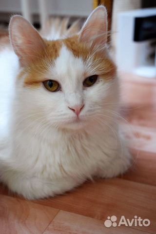 Котик Абрикос 9 мес ищет дом