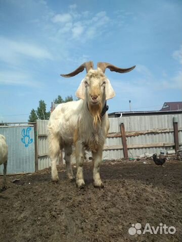 Продам племенного козла