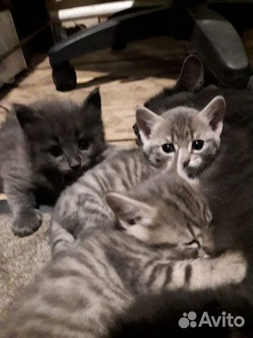 Отдаю котят в добрые руки