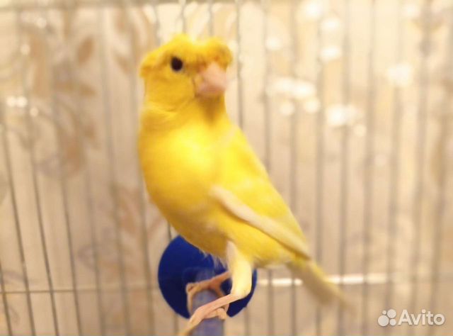 Кенар