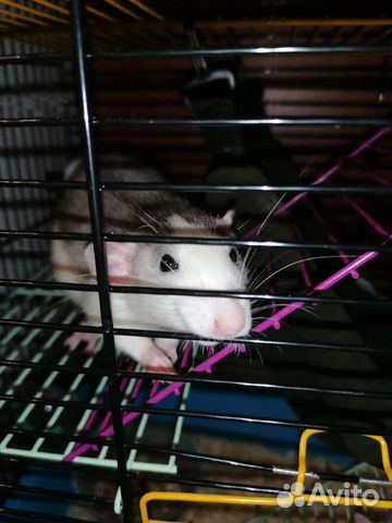 Крысята с клеткой