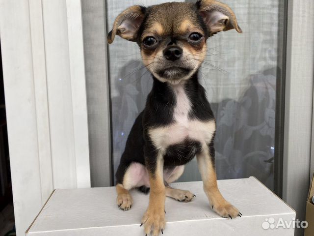 Щенки чихуахуа