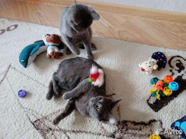 Русские голубые котята